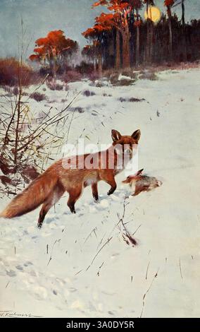 Red fox in the snowy world with freshly fallen snow. Photographed in ...