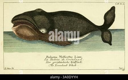 The Greenland whale (Balaena mysticetus), also known as the bowhead ...