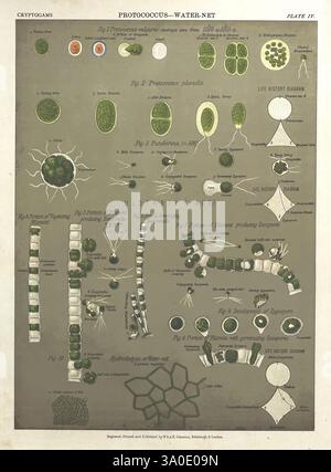algae microorganisms diagram