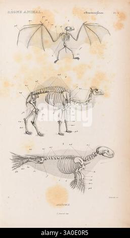 This section of Zoology presents the wing structure of moths ...