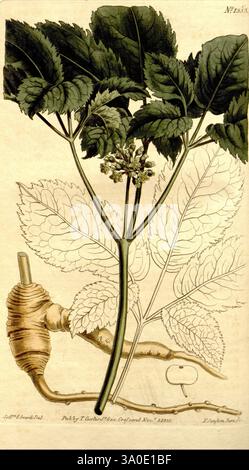 American ginseng (Panax quinquefolius Stock Photo - Alamy