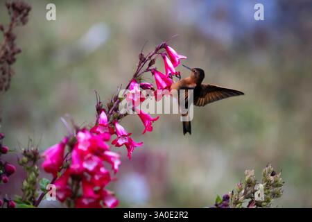Colibrí Paramuno, Shining Sunbeam, Aglaeactis cupripennis The Páramo ...