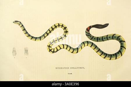 Sea snake (Hydrophis spiralis Stock Photo - Alamy