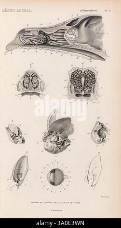 Comparative study of animal anatomy, physiology, and morphology ...