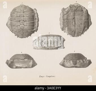 A scientific illustration showcasing fossil turtles found in North ...