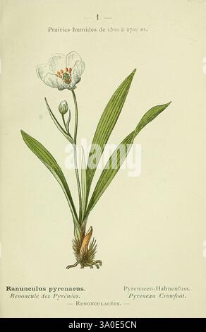 Pyrenean Buttercup, Ranunculus pyrenaeus in flower in high Pyrenean ...