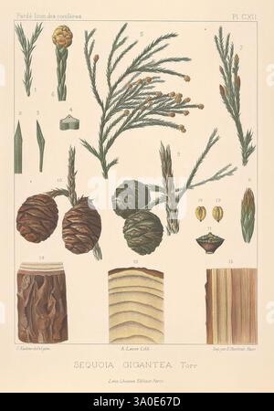 Cross section of a giant sequoia tree. Sequoia National Park ...