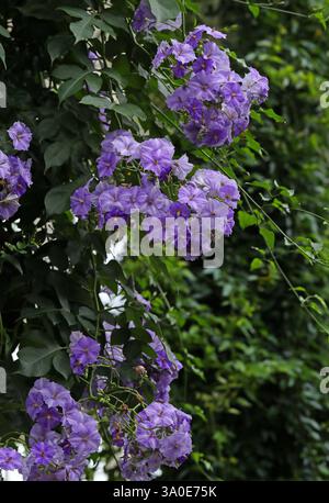 Giant Potato Vine, Costa Rican Nightshade, Paradise Flower or Divorce ...
