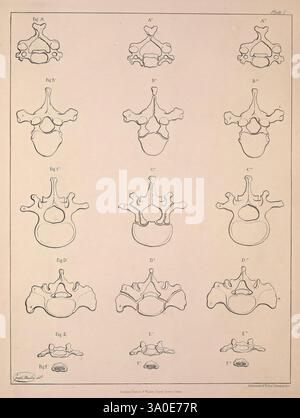 Comparative Osteology London Taylor Walton 1847 bones, A detailed ...