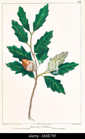 Quercus rubra, commonly known as the Northern Red Oak, is a deciduous ...