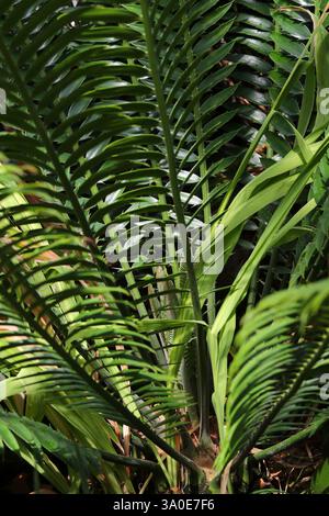 Eastern Cape Giant Cycad, Encephalartos altensteinii, Zamiaceae. A Rare ...