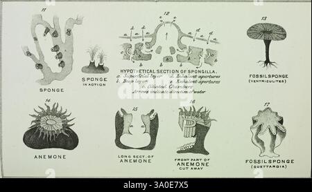 Evolution of Life Philadelphia 1873, This illustration depicts a ...