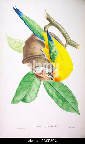 Oiseaux brillans du Brésil, Paris, 1834, bird, birds, ornithology ...