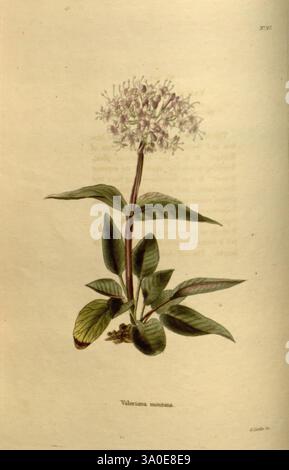 Valeriana officinalis, commonly known as valerian, is a flowering plant ...