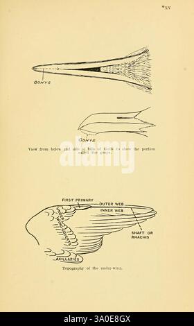 This scientific illustration depicts the inner anatomy of the *Polypus ...