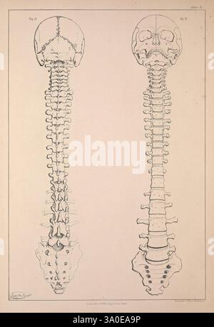 Comparative, osteology, London, Taylor and Walton, 1847, bones., This ...