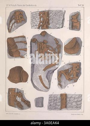 This work presents evolutionary studies in genetics and eugenics, with ...