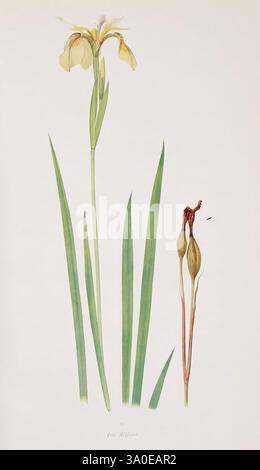 The genus Iris Cambridge Cambridgeshire The University Press 1913 Iris ...