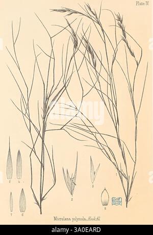 Leaf drawings, by John Buchanan Stock Photo - Alamy