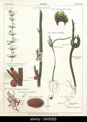 The botanical atlas, New York, The Century Co, 1883, botany, cryptogams ...