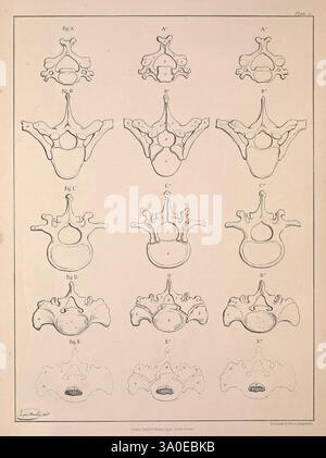 Comparative, osteology: London, Taylor and Walton, 1847, bones, The ...