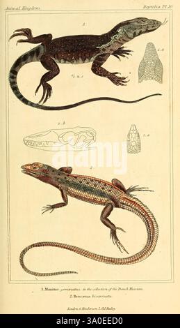This illustration features a detailed depiction of a lizard, showcasing ...