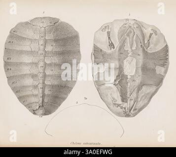 A scientific illustration showcasing fossil turtles found in North ...