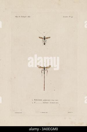 Illustrations, of, insects, created, for the, Magasin, de, zoologie ...