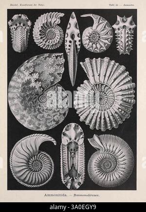 Detailed illustrations of ammonite fossils, showcasing various views of ...
