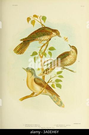 Horsfield's Bronze-Cuckoo (Chrysococcyx basalis), Victoria, Australia ...