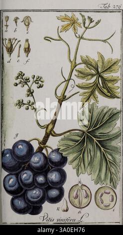 grape-vine, vine (Vitis vinifera), cross section of the stem of vine ...