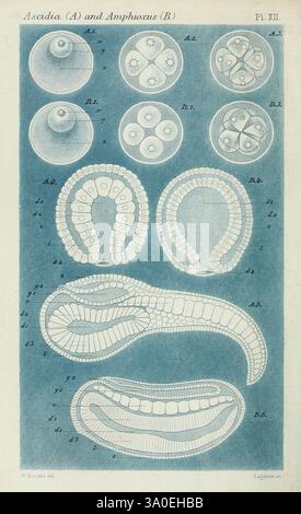 This work details the structure and development of the external organs ...