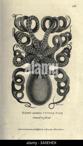 This illustration from a zoological anatomy text depicts the brain of a ...