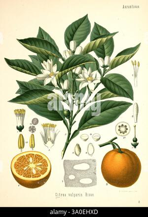 The Citrus vulgaris flower diagram is a botanical illustration that ...