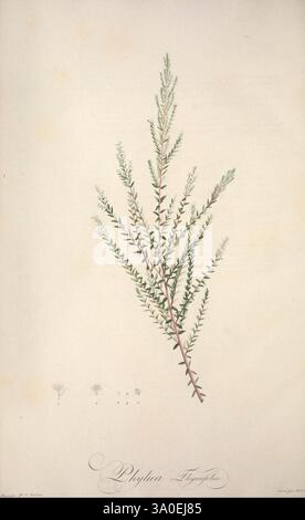 A botanical illustration of Polygala myrtifolia, commonly known as the ...