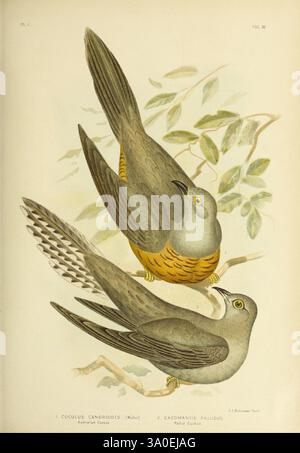 Pallid cuckoo (Heteroscenes pallidus, Cacomantis pallidus, Cuculus ...