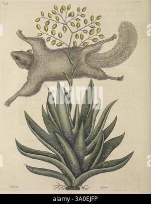 Southern flying squirrel (Glaucomys volans), voplaning or gliding at ...