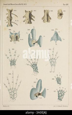 Salamandrina perspicillata, Geotriton fuscus, Genua, Institut der sordo ...