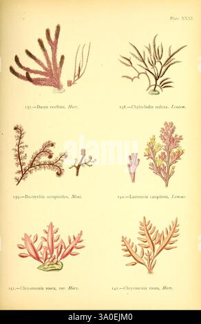 British sea-weeds London Bell and Daldy 1872 algae Great Britain marine ...