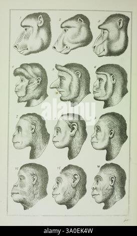 Evolution of Life Philadelphia 1873, This illustration depicts a ...
