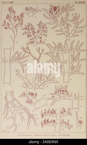 Icons of Japanese algae, Tokyo, Kazamashobo 1907-1942, Japan, algae ...