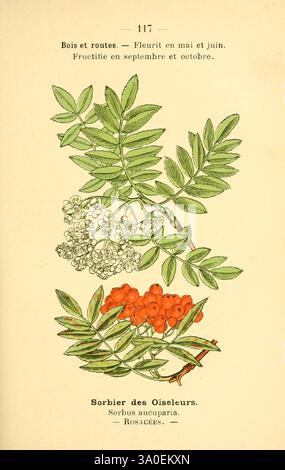 This botanical illustration showcases the pinnately compound leaf of ...