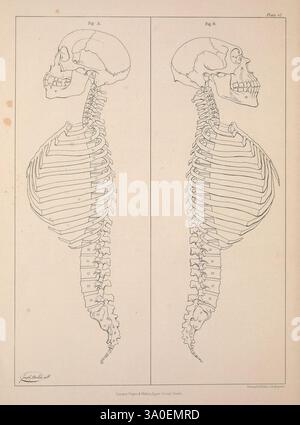 Comparative, osteology, London, Taylor and Walton, 1847, bones., This ...