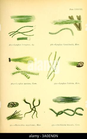 British sea-weeds, London, Bell and Daldy, 1872, algae, Great Britain, marine algae, This ...
