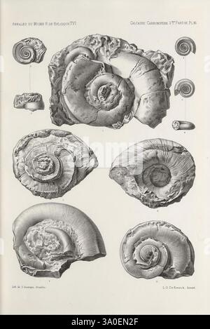 Faune du calcaire carbonifère de la Belgique Bruxelles F. Hayez impr ...