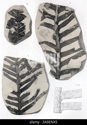 Flora, fossilis, formationis, oolithicae, Padova, Tip. del Seminario ...