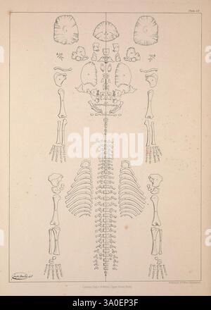 Comparative, osteology, London, Taylor and Walton, 1847, bones., This ...