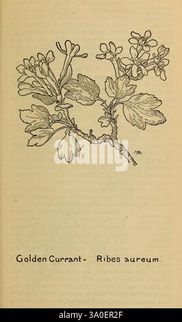 Ribes aureum, known by the common names golden currant, clove currant ...