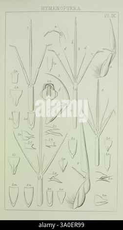 This collection of Hymenoptera, a diverse order of insects, was ...