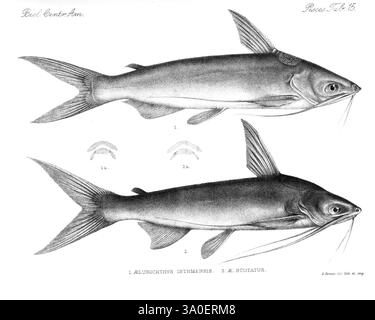 A detailed illustration featuring two fish species, one depicted ...